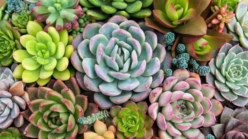 Background – Green Leadership Trust